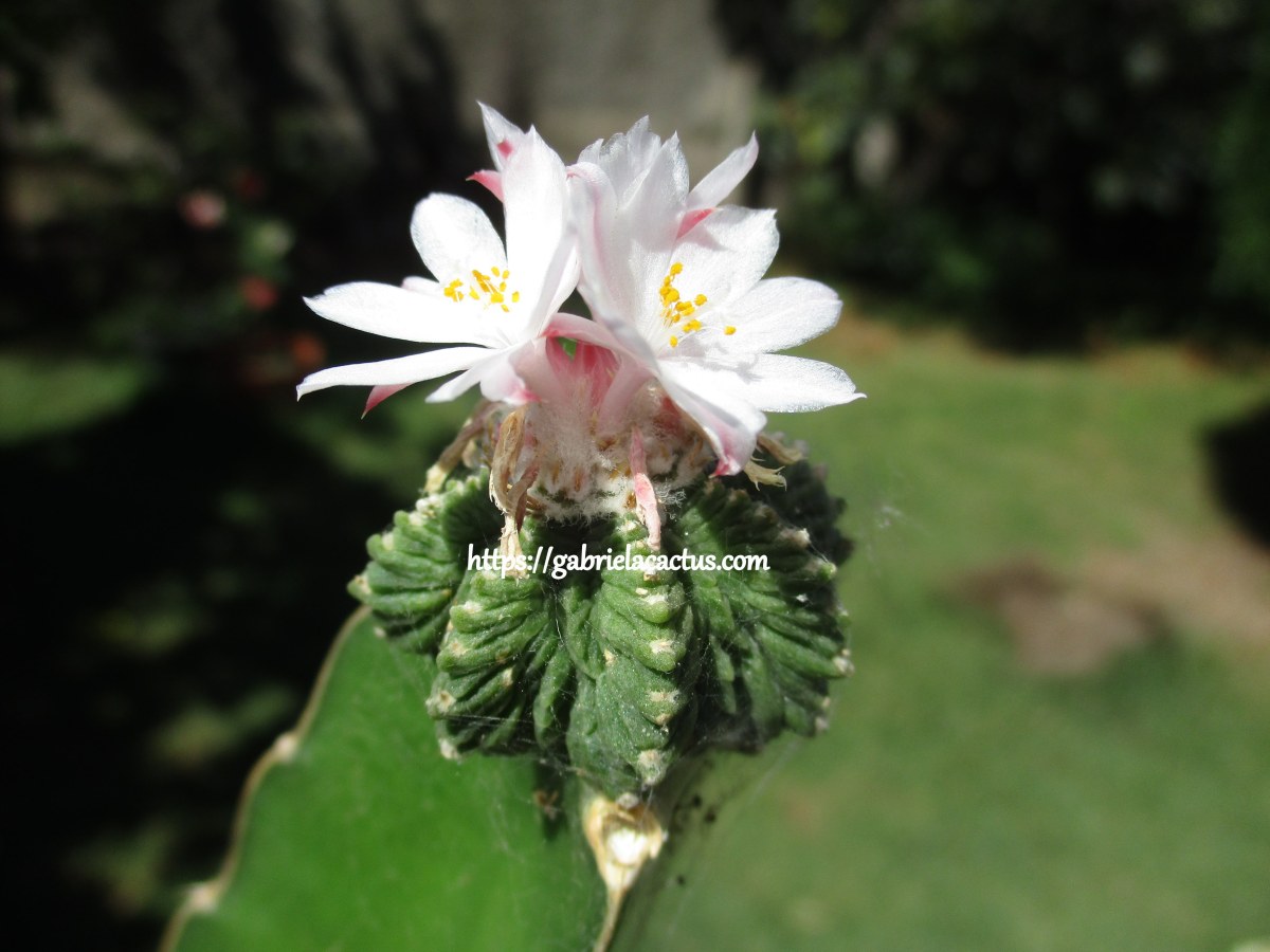 AZTEKIUM RITTERI – Gabriela Cactus
