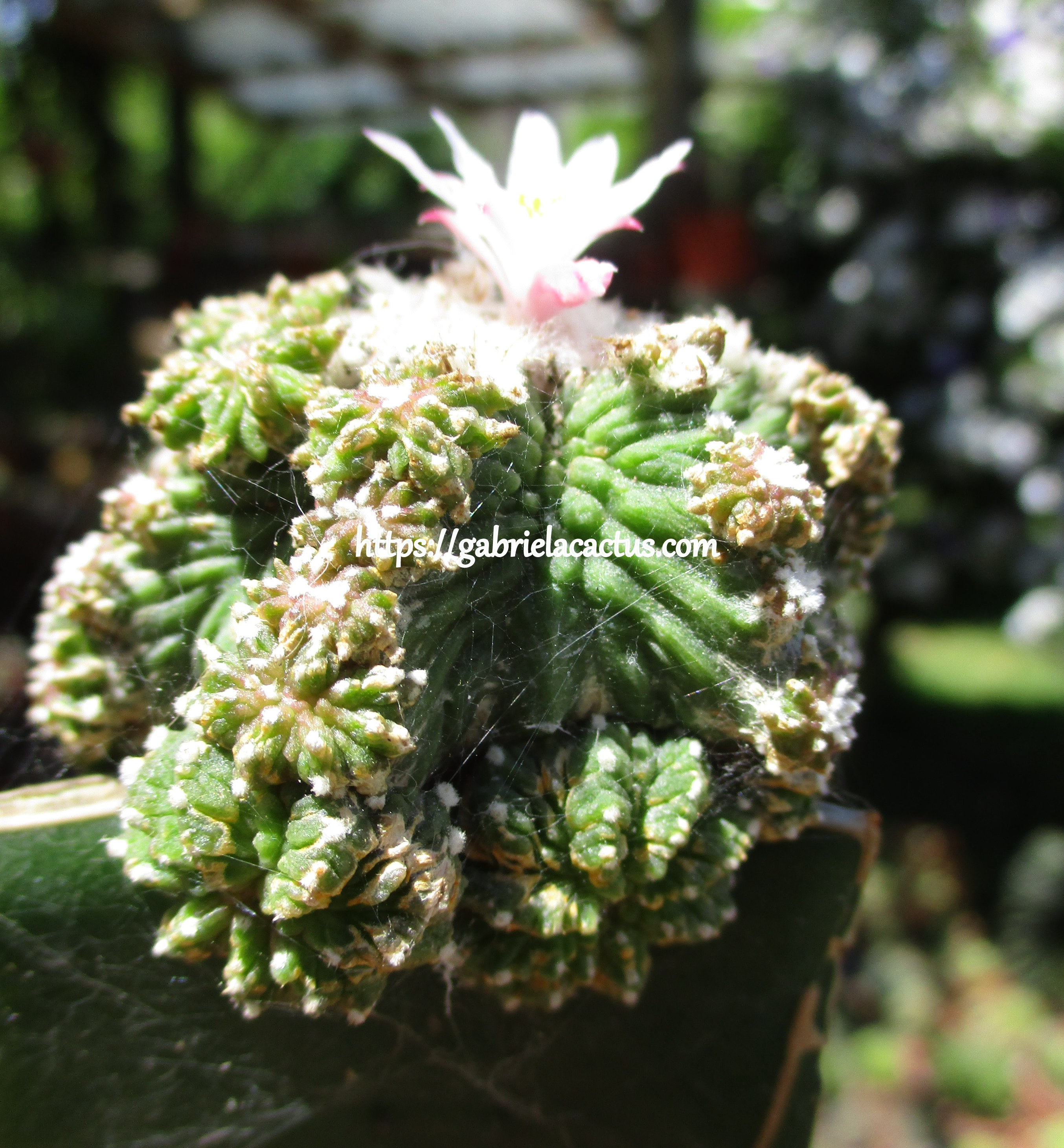 AZTEKIUM RITTERI – Gabriela Cactus