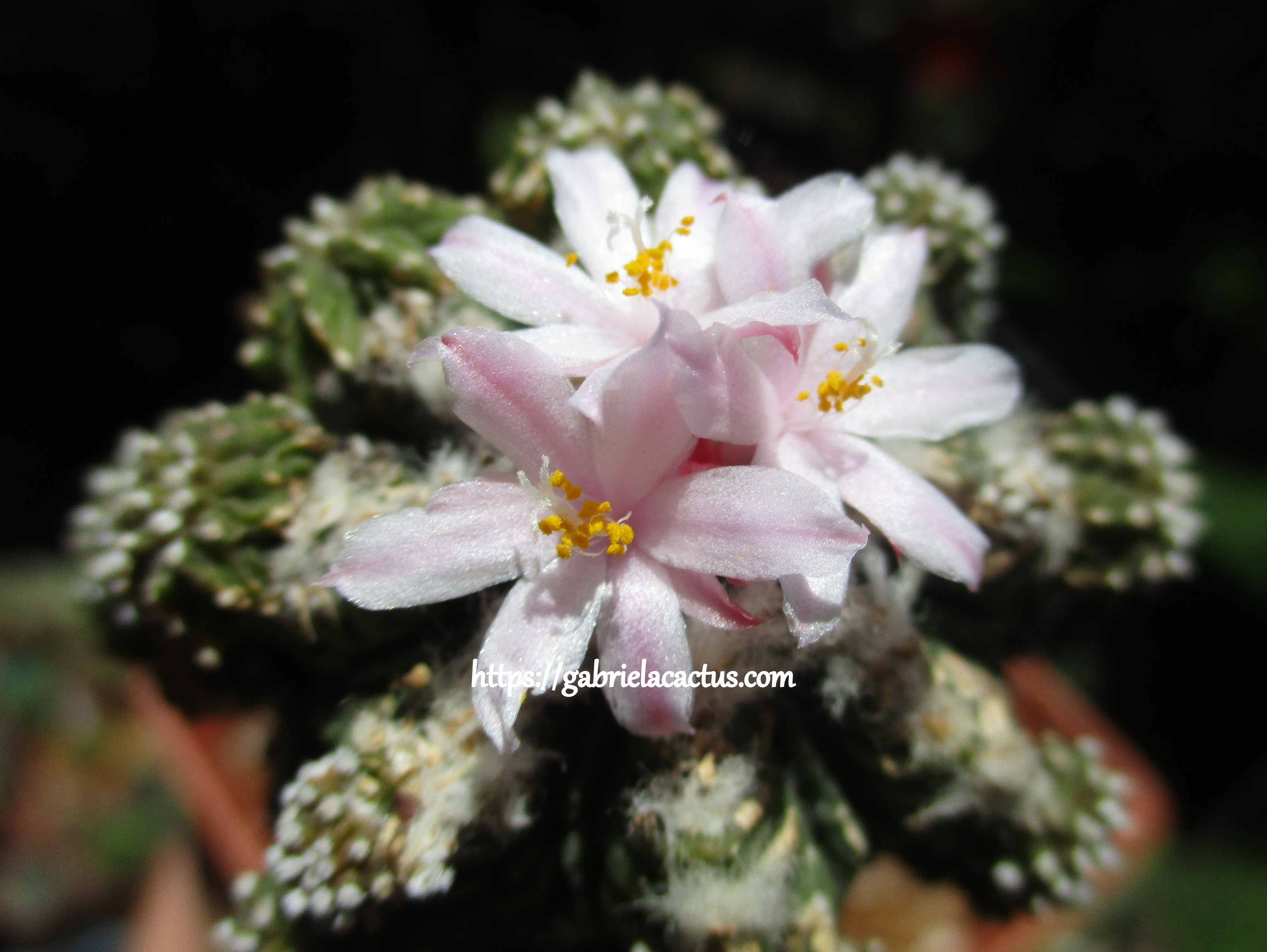 AZTEKIUM RITTERI – Gabriela Cactus