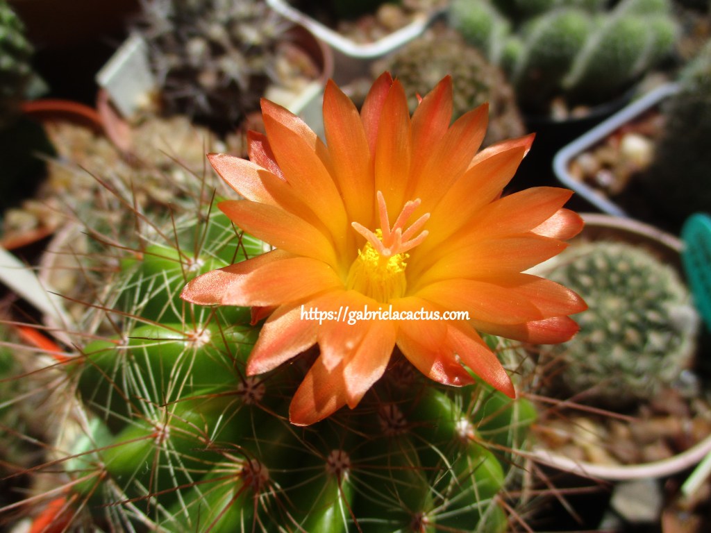 NOTOCACTUS HORSTII – Gabriela Cactus