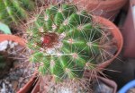 NOTOCACTUS HORSTII – Gabriela Cactus