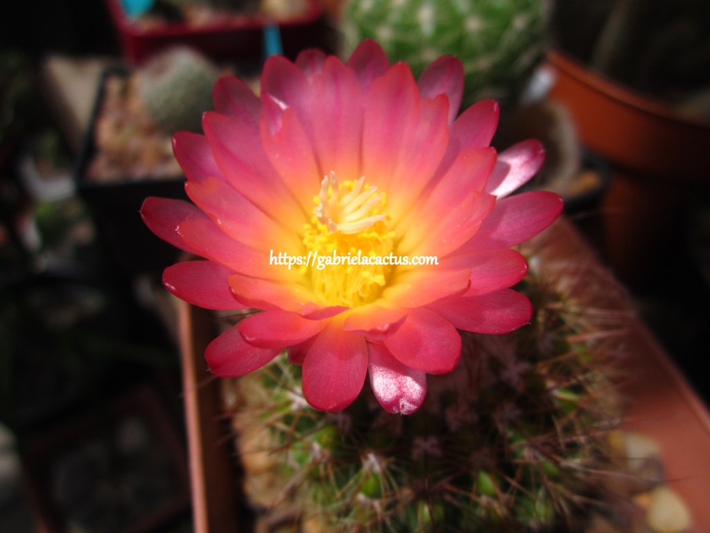 NOTOCACTUS HORSTII – Gabriela Cactus