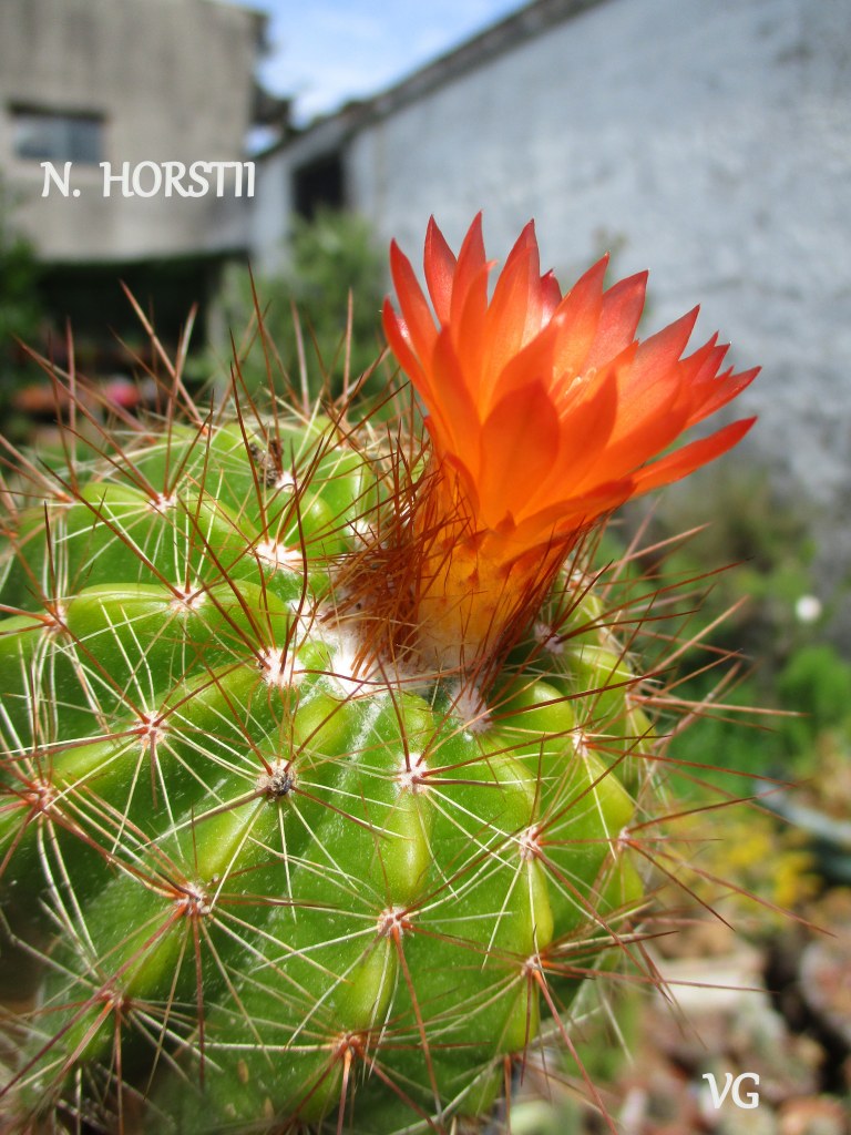 NOTOCACTUS HORSTII – Gabriela Cactus