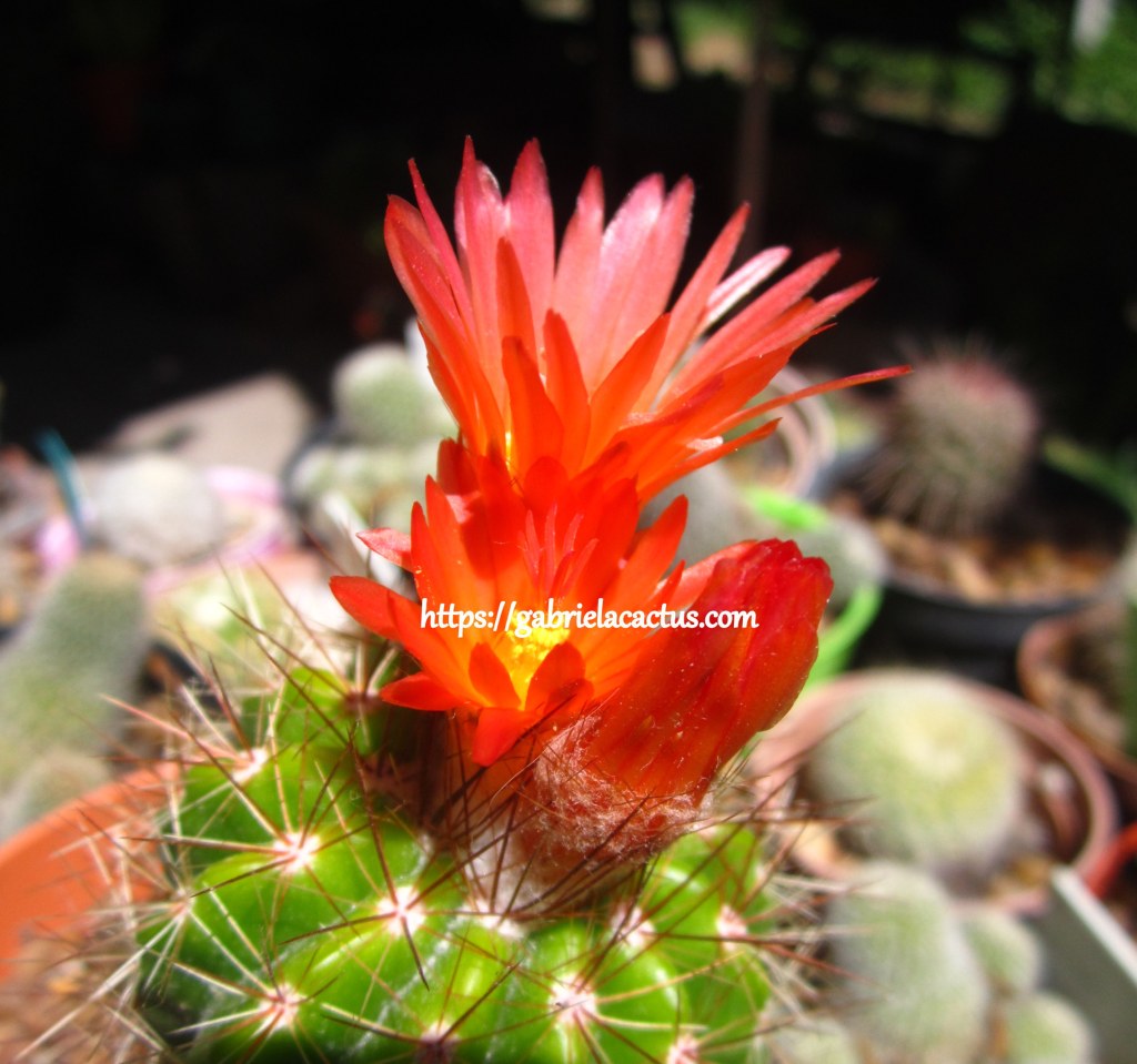 NOTOCACTUS HORSTII – Gabriela Cactus