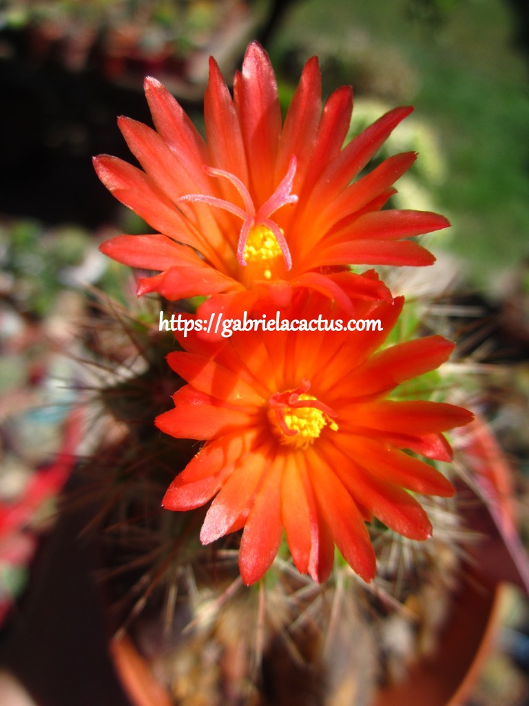 NOTOCACTUS HORSTII – Gabriela Cactus