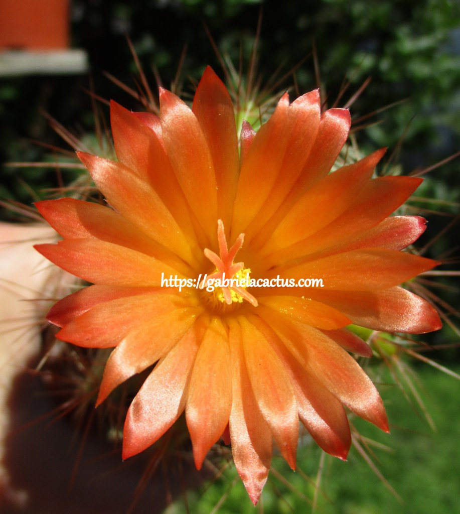 NOTOCACTUS HORSTII – Gabriela Cactus