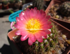 NOTOCACTUS HORSTII – Gabriela Cactus