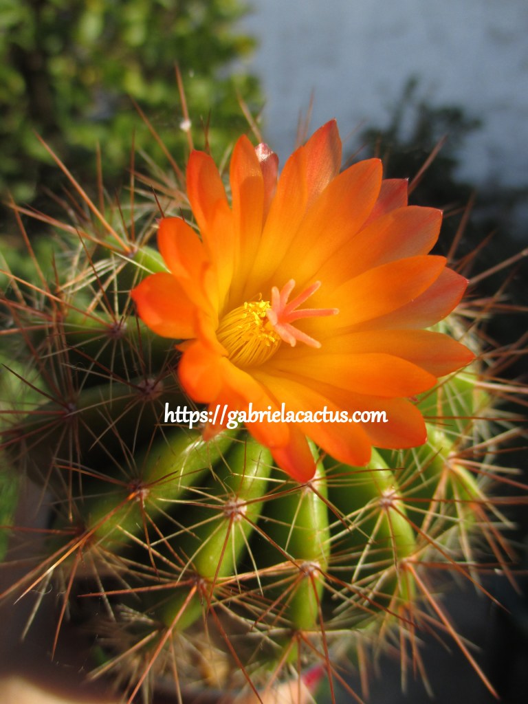 NOTOCACTUS HORSTII – Gabriela Cactus