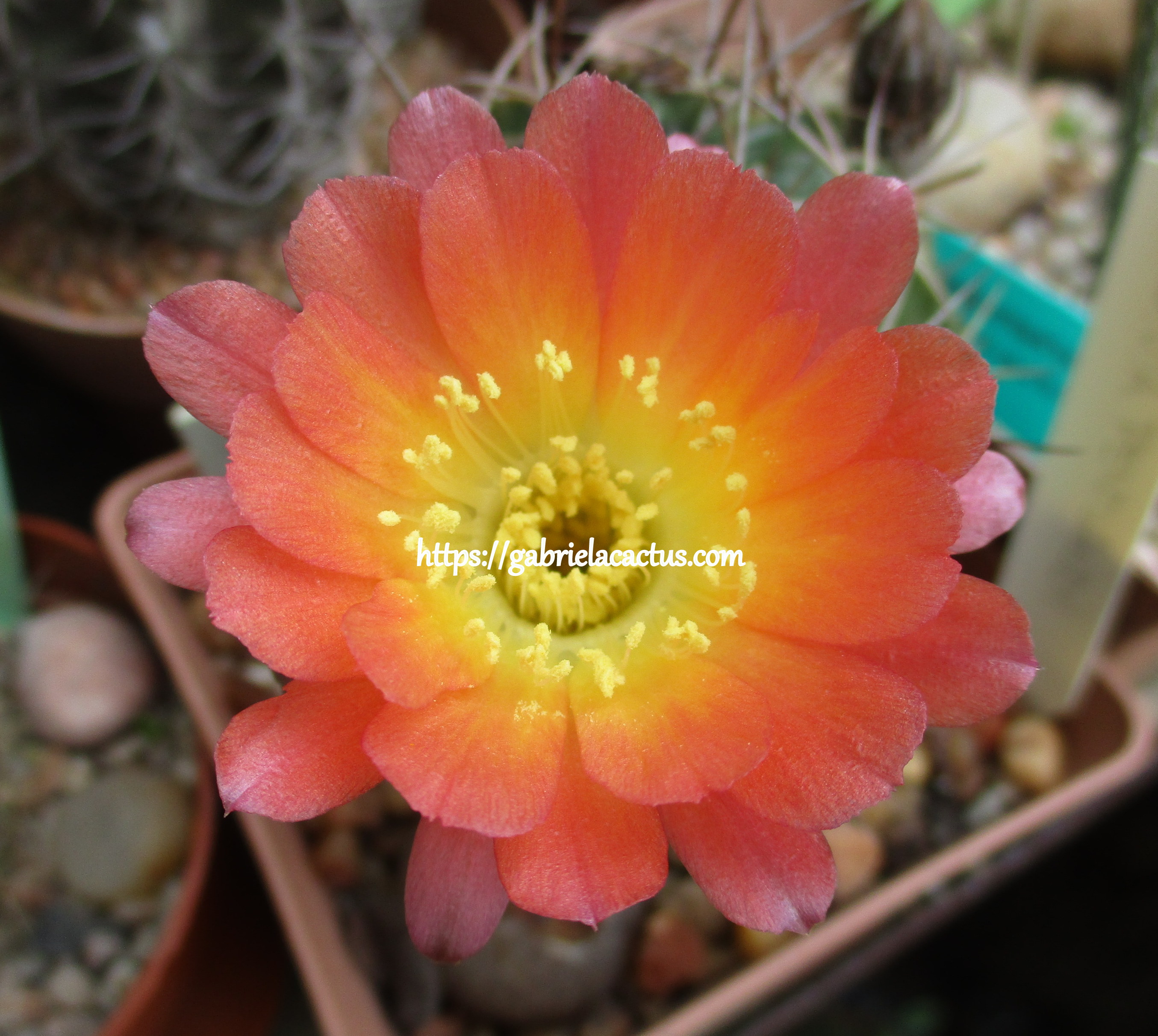 LOBIVIA – Gabriela Cactus